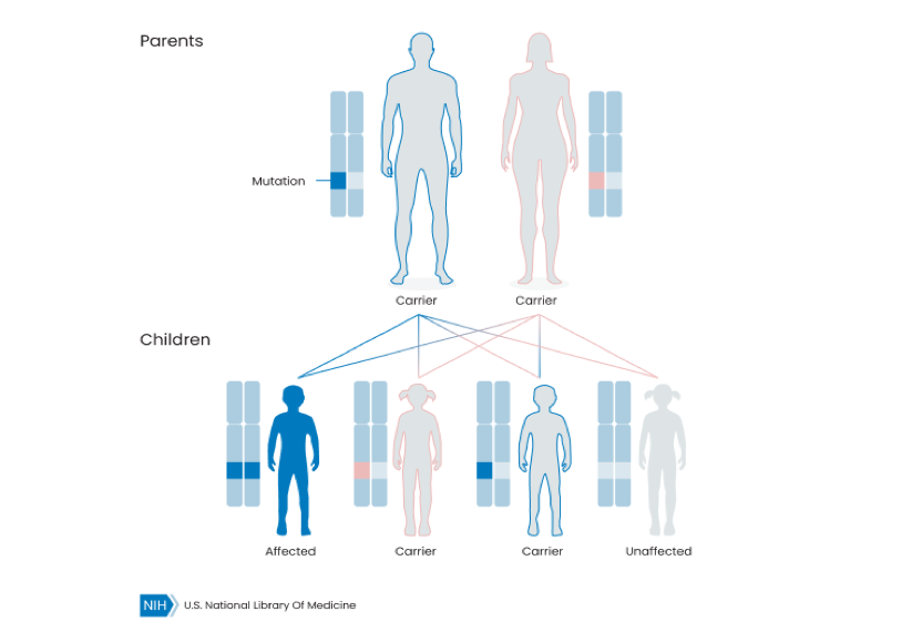 Carrier Screening - Otogenetics